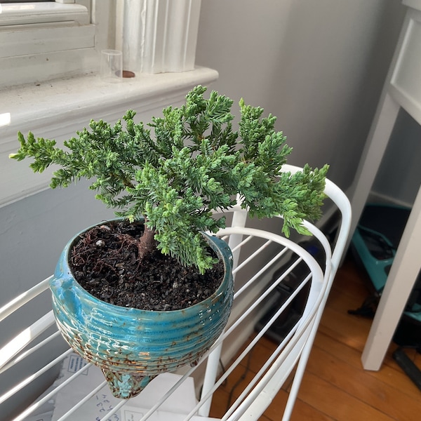 Juniper Bonsai Tree in a Blue,green,yellow,white,red or Light Blue ...