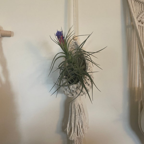Tillandsia Aeranthos Air Plant - Carnation of the Air - 30 Day ...