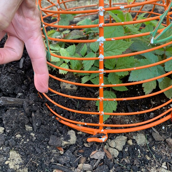 Caroline Raspberry Plants Rubus Idaeus Red Everbearing Raspberry Bush ...