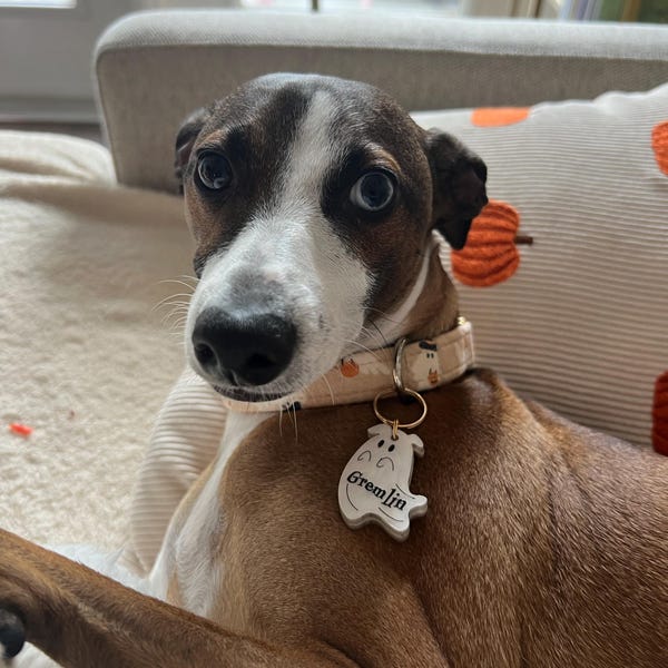 Ghost Pet ID Tag for Dogs and Cats, Ghost Name Tag, Halloween Dog ID ...