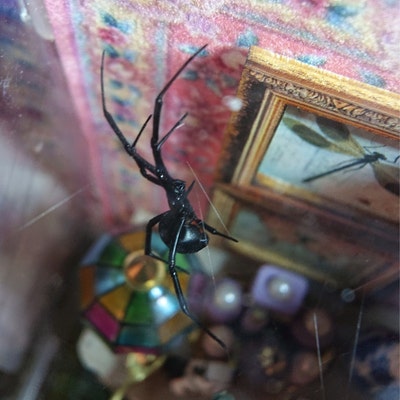 Picture Perfect Jumping Spider Enclosure Habitat,4x4x8, Jumping Spider ...