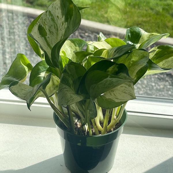 3” Sooo (TM) Silver Scindapsus Plant Pot - NEW CULTIVAR - Lush ...