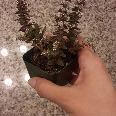 RARE Crassula Tabularis Pagoda Village Succulent Plant - Etsy