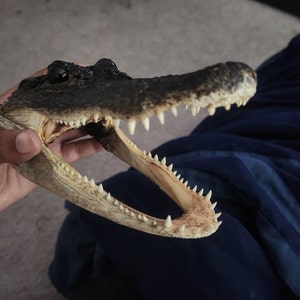 ALLIGATOR BONE DUST Voodoo, Hoodoo, Wicca, Gothic, Oddity - Etsy