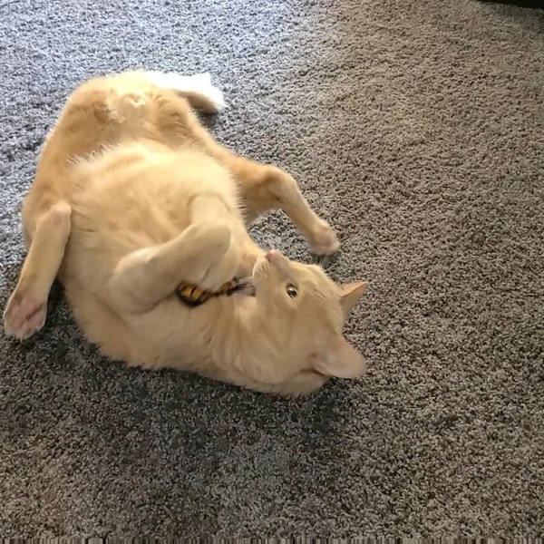 Catnip Toys, Year of the Pig Cat Toy, Pig Pillows, No Fur Cat Toys ...