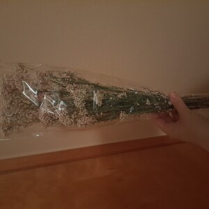 Bleaching White Protea Flower Ballspreserved Protea Stemsdry - Etsy