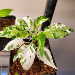 Primo X Butch T Orange Pepper Seeds - Etsy