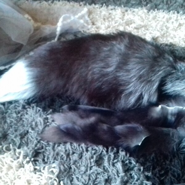 Stripes of Arctic Fox Fur Are Beige With Black Splashes Scrap Fur Fox ...