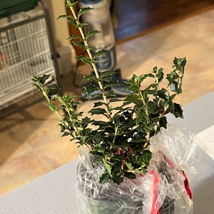 Fragrant Princess Dwarf Tea Olive 'kaori Hime' Osmanthus Live Plant 1 ...