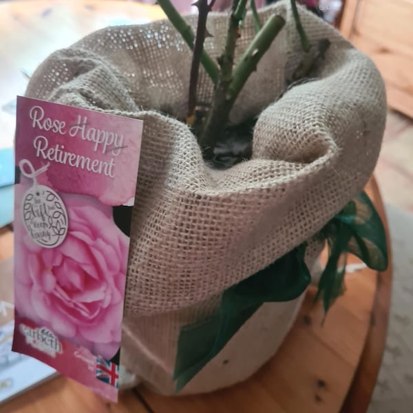 Rose 'fantastic at 60' Happy Birthday Rose Gift Wrapped With Huge Bow ...