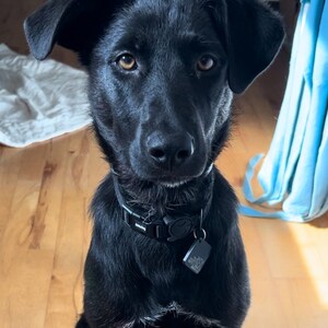 Frosted Dog Tag, Personalized Dog Tag, Dog Id Tag, Cat Name Tag, Pet ...