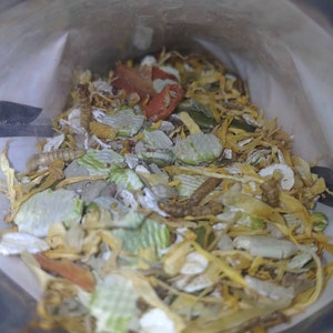 Hamster Gerbil Rat and Mouse Forage Mix | Etsy