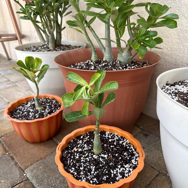 1 Grafted Double "purple Fire" Adenium /desert Rose Plant. 5-7 Inch ...