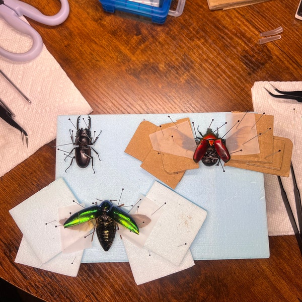 Striped Stag Beetles, Prosopocoilus Bison - Etsy