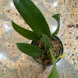 Orchid Cattleya Brassocattleya Bc. Yellow Bird Live Plant - Etsy