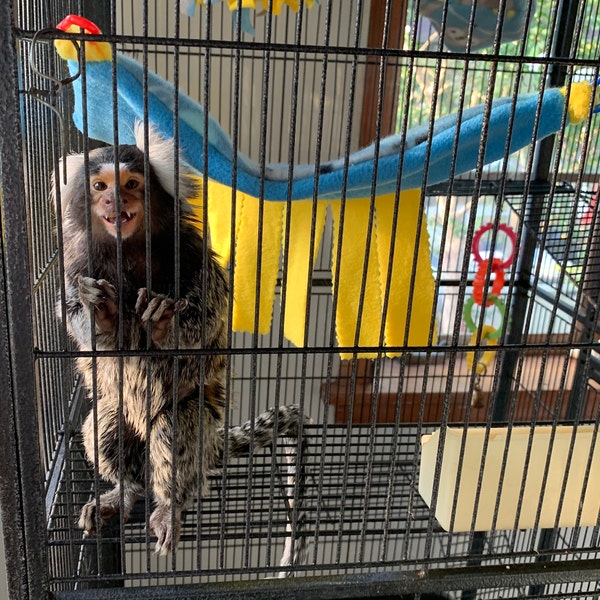 Sugar Glider Halloween Mobile, Lots of Activities, Sugar Gliders ...