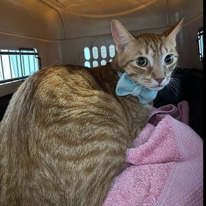 Custom Cat Collar Bell Bow in Blue Corduroypersonalized - Etsy