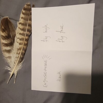 One Hawk Feather, Buzzard Feather, Raptor Bird of Prey Wing Feather ...