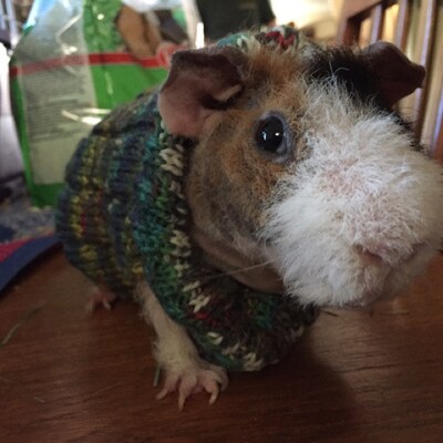 Easy Knit Guinea Pig Sweater Pattern - Etsy