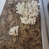 Combo of 4 Conch Shells Golden Mussels, Carved Conch Shells, Polished ...