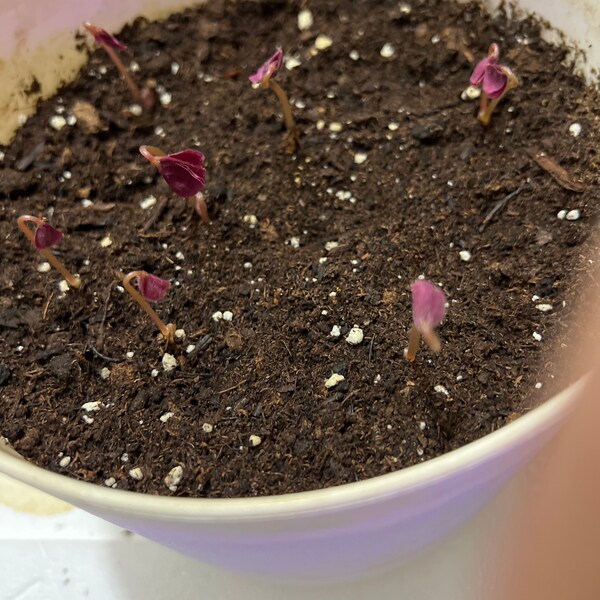 30 Calming Corner Feelings Poster Classroom, Calm Down Emotion Chart ...