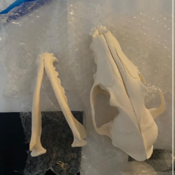 Real Arctic Fox Skull (vulpes Lagopus), Professionally Cleaned ...