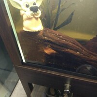 Easter Aquarium Decor - Etsy