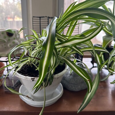 Agave Univittata Splendida Live Agave Plants Large Xlarge - Etsy