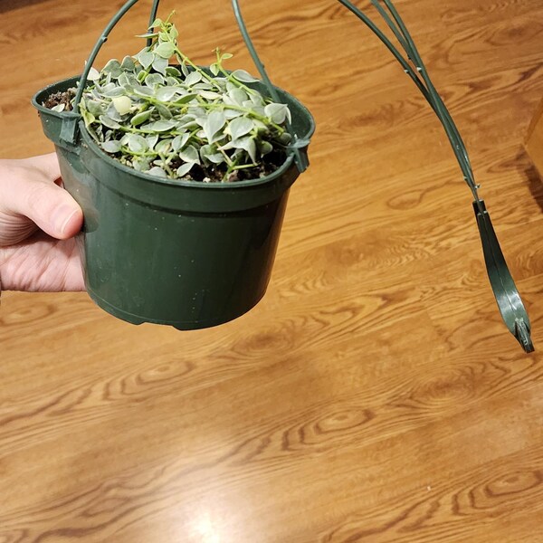 Euphorbia Lactea Cristata Red - Coral Cactus Pot 4” Indoor Plants ...