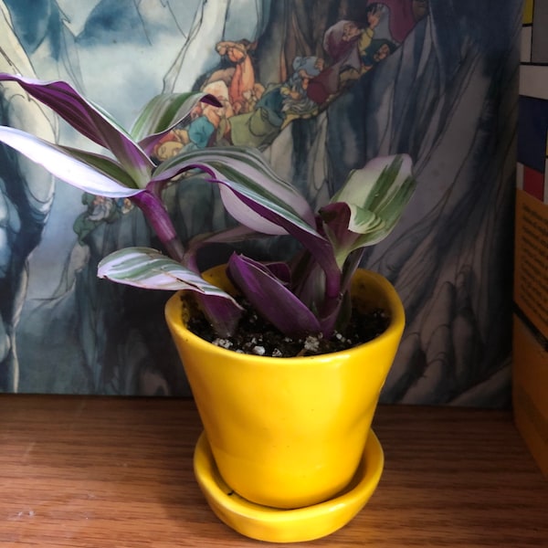Small Yellow Ceramic Planter With Saucer, Small Planter, Small Plant ...