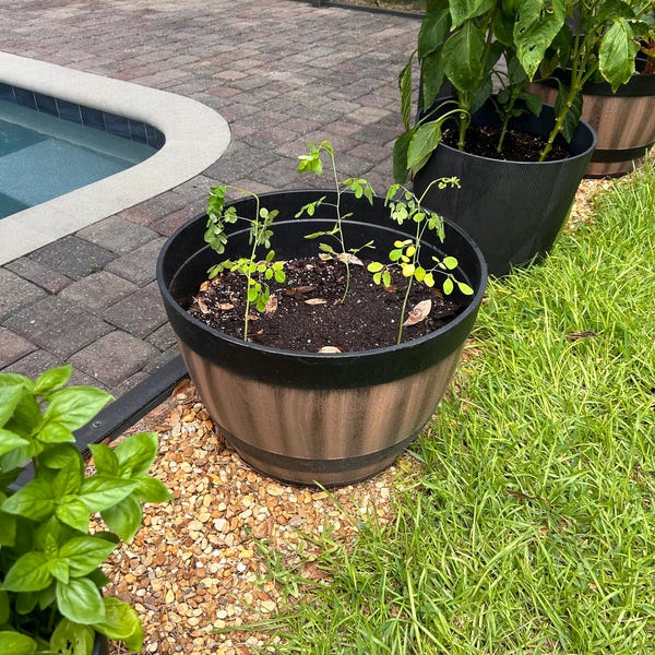 Moringa Oleifera Seeds Drumstick Seeds Malunggay Seeds Miracle Tree ...