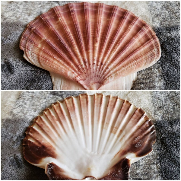 Large Polished Tiger Cowrie Shells (3 - 3.75 Inches) - Etsy