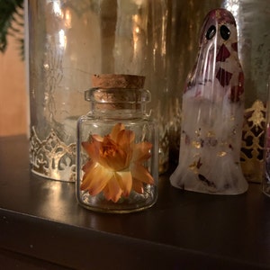 Real Pollinator Insect in Vial YOUR CHOICE Dried Bee Variety Dried ...