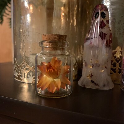 Taller Dried Carnivorous Plant Display Pitcher Plant in - Etsy