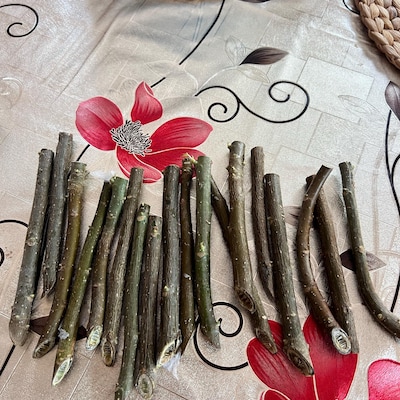Cundeamor cerasee Spiritual Cleansing Herb Fresh Cutting Bitter Gourd ...