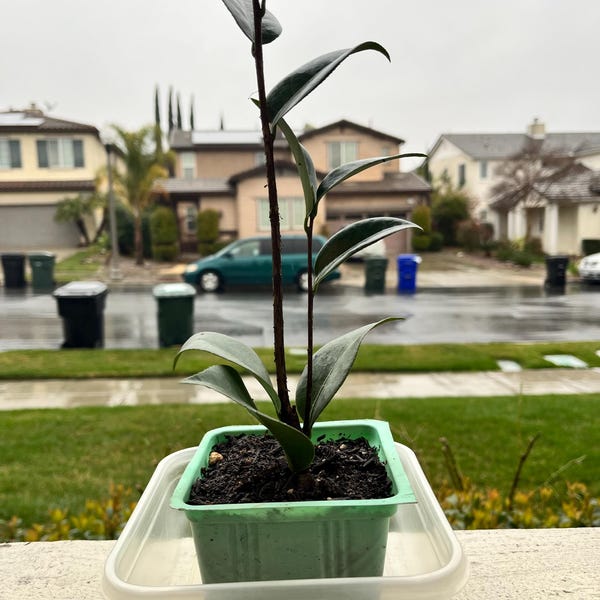 Royal Intenz Magnifica Medinilla Plantlive Well Rooted Starter Plant ...