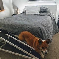 Doggoramps Small Dog Ramp for Bed including Tall Beds - Etsy Canada