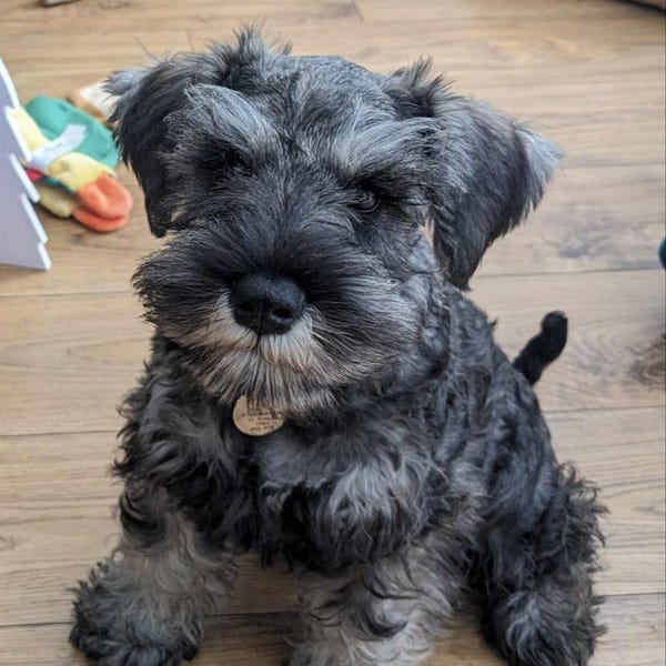 Cockapoo, Birthday Card, Cockapoo Card, Dog Lover Gift, Cockapoo Mum ...