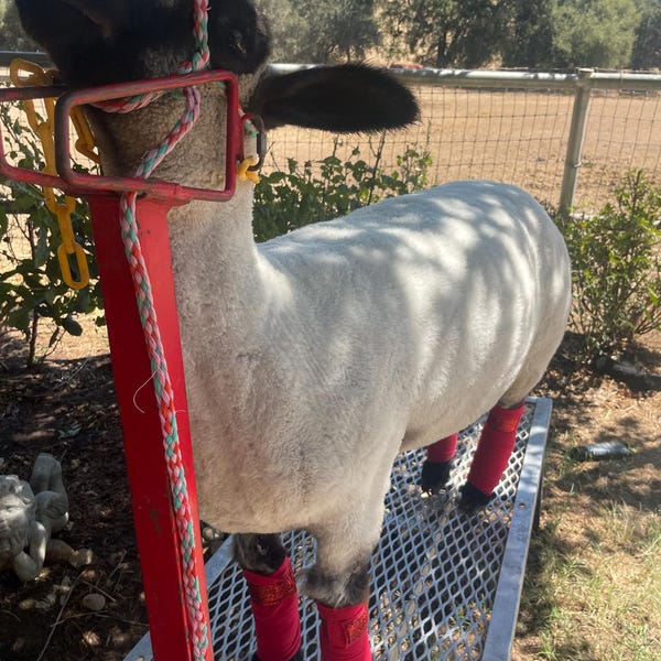 Sheep Leg Wraps, Goat Leg Wraps, Mini Horse Leg Wraps, Glittery Wraps ...