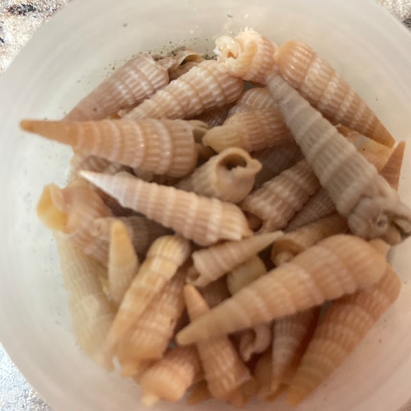 FLORIDA COMMON AUGER Cone Sea Shells ~ 10-100pcs ~ Wedding Craft ...