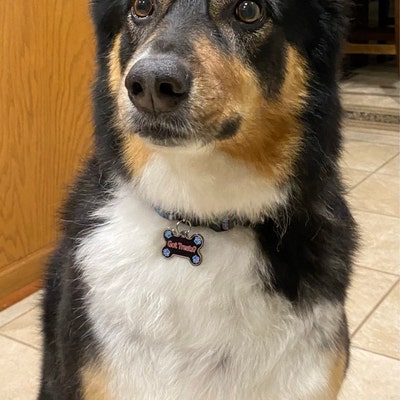 Small Dog Himalayan Yak Milk Bones Dog Chews for Small Dogs Organic ...