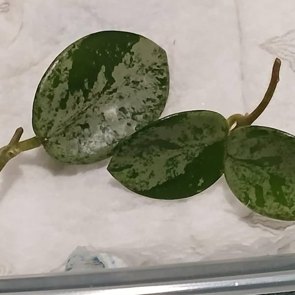 Hoya Mathilde Splash/silver UNROOTED - Etsy