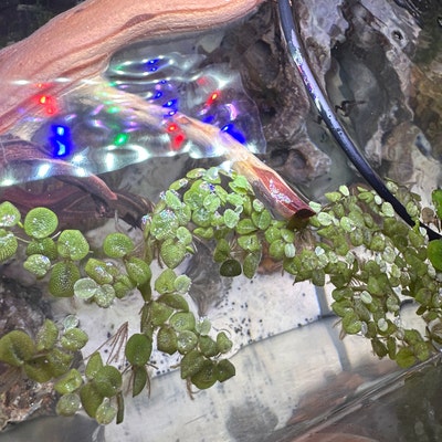 Dwarf Water Lettuce, Pistia Stratiotes, Live Aquarium Plant 12 Plants ...