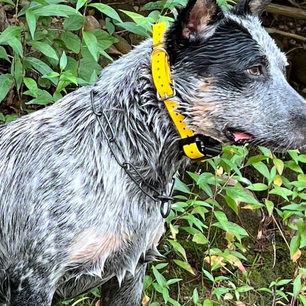 3mm Long Link Fur Saver Custom Powder Coated Herm Sprenger Fur Saver Collar for Dogs - Etsy