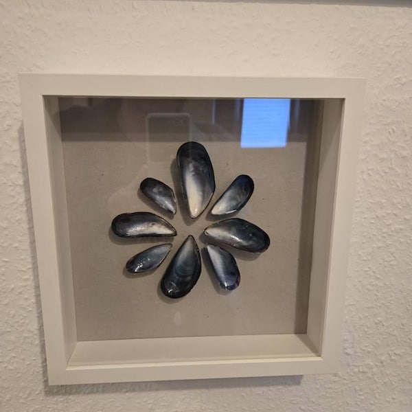 10 Mussel Shells, Varnished / Unvarnished. Fab for Wreaths & Wedding ...