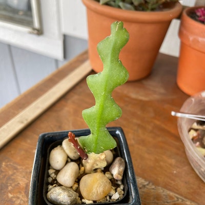 Ric Rac Cactus, Zig Zag Cactus, 2 Inch Bare Root Plant, Rare Fishbone ...