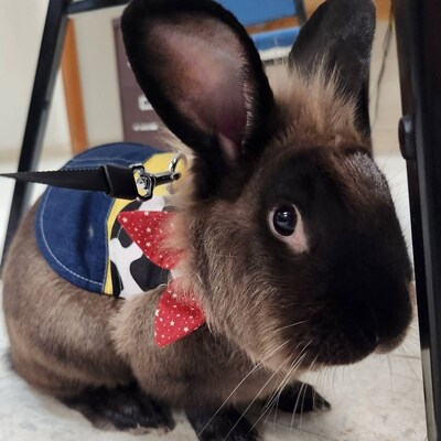 Cowboy Hat for Pet Bunny Rabbit and Other Small Pets - Etsy