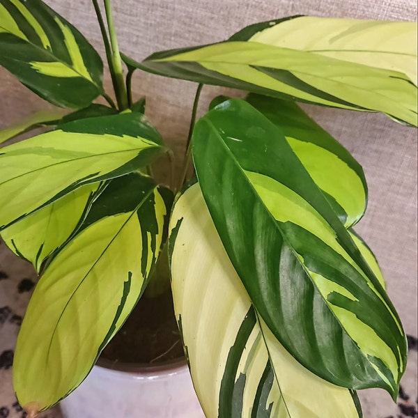 Calathea Pilosa - Live Tropical Indoor Houseplant – Low Maintenance ...