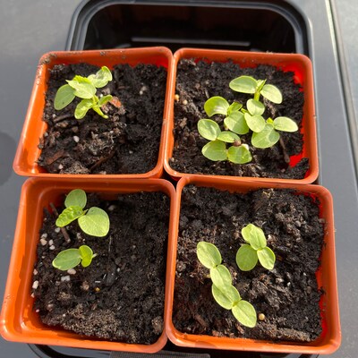 Wingstem Seeds - Etsy Canada