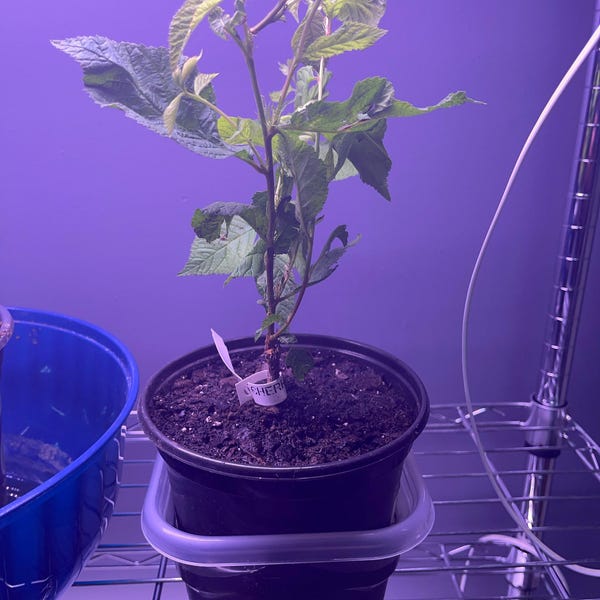 1 Jewel Black Raspberry Plant. Midseason. Zones 4-8. Live Rooted ...